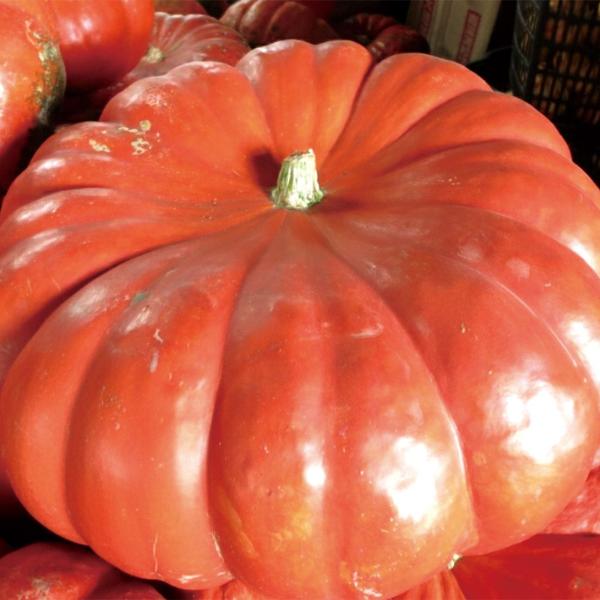 ●商品情報：横幅40〜50cmにもなる、横型にとっても大きい観賞用かぼちゃ。●分類：1年草●実の観賞期：8〜10月●草丈(約) ：つる性●用途：観賞用●備考：※種子の粒数はおおよその目安を記載しております。実際の粒数とは多少差異がありますの...