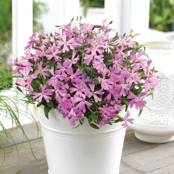 ●商品情報分枝性良く多花性で、小さな星形の花弁が株いっぱいに開花するシレネ。乾燥に強く、ロックガーデンやコンテナ栽培に最適です。   ●お届け状態種子   ●分類多年草   ●開花期(約)6〜9月   ●草丈(約)20〜30cm   ●発芽...