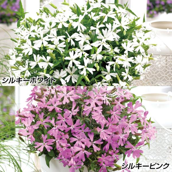 セット内容シルキーピンク 1袋 （20粒）シルキーホワイト 1袋 （20粒）●商品情報分枝性良く多花性で、小さな星形の花弁が株いっぱいに開花するシレネ。乾燥に強く、ロックガーデンやコンテナ栽培に最適です。   ●お届け状態種子   ●分類多...