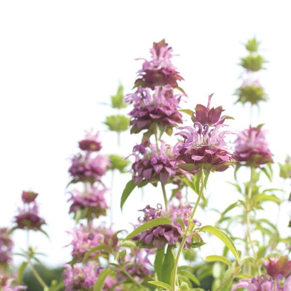 商品情報まるでレモンのような爽やかな香りが辺りを漂います。お届け状態種分類多年草花期(約)6〜8月草丈(約)70〜100cm発芽適温(約)20℃栽培適地庭・鉢・切花