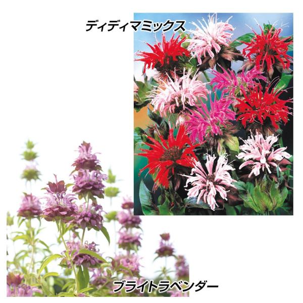 セット内容ブライトラベンダー 1袋 （40粒）ディディマミックス 1袋 （25粒）●商品情報耐寒性・耐暑性に優れ、丈夫で育てやすいモナルダ。開花期間も長いので重宝します。植えっぱなしで年々大株に!!   ●お届け状態種子   ●分類多年草 ...