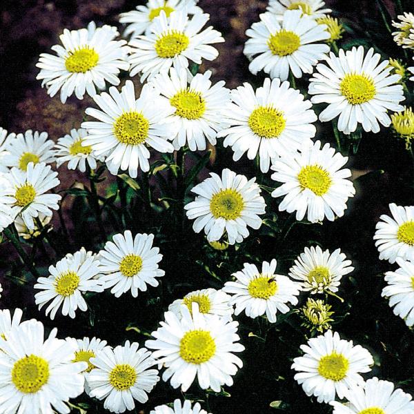 ●商品情報：毎年花をつける、宿根アスター!美しい小さな花を株いっぱいに咲かせます。   ●お届け状態：種子   ●発芽適温： 15〜20℃   ●分類：多年草   ●開花時期：5〜7月   ●草丈：20〜30cm   ●栽培適地：庭・鉢・切...