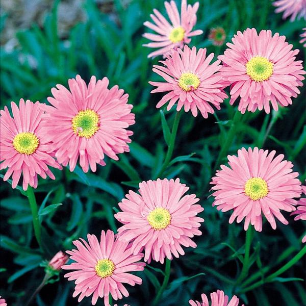 ●商品情報：毎年花をつける、宿根アスター!美しい小さな花を株いっぱいに咲かせます。   ●お届け状態：種子   ●発芽適温： 15〜20℃   ●分類：多年草   ●開花時期：5〜7月   ●草丈：20〜30cm   ●栽培適地：庭・鉢・切...