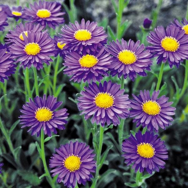 ●商品情報：毎年花をつける、宿根アスター!美しい小さな花を株いっぱいに咲かせます。   ●お届け状態：種子   ●発芽適温： 15〜20℃   ●分類：多年草   ●開花時期：5〜7月   ●草丈：20〜30cm   ●栽培適地：庭・鉢・切...