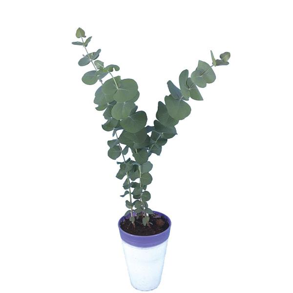 ●商品情報：シルバーブルーの丸みを帯びた葉が美しい。切花に最適!!●発芽適温：20℃●分類：常緑樹●用途：庭・鉢・切枝●備考：※種子の粒数はおおよその目安を記載しております。実際の粒数とは多少差異がありますのでご了承下さい。また、粒の形状・...