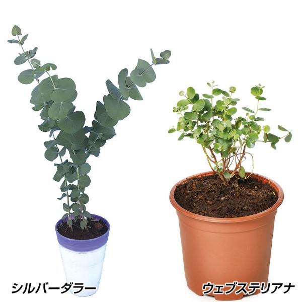 セット内容ウェブステリアナ　1袋（15粒）シルバーダラー　1袋（15粒）各1袋ずつ   ●商品情報：丸みを帯びた可愛い葉っぱが切り枝に最適！観賞価値高く人気。    ●お届け状態：種子   ●発芽適温： 20℃   ●分類：常緑樹   ●草...