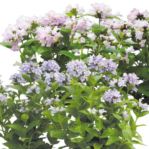●商品情報：コンパクトで分枝が良く、特にネペタの中でも最も大輪のタイプで、花が密につきます。葉はミントの香り。ボリューム満点なミックスです。●発芽適温：20℃●開花時期：6〜9月●草丈：30〜50cm●分類：多年草●用途：庭・鉢・切花●備考...