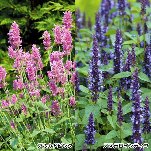 セット内容アステロ インディゴ　1袋（20粒）アルカド ピンク　1袋（20粒）各1袋ずつ   ●商品情報：暑さに強く、7月頃から咲き始め、秋遅くまで繰り返し花を楽しめます。柔らかなミントの香りもステキ。   ●お届け状態：種子   ●発芽適...