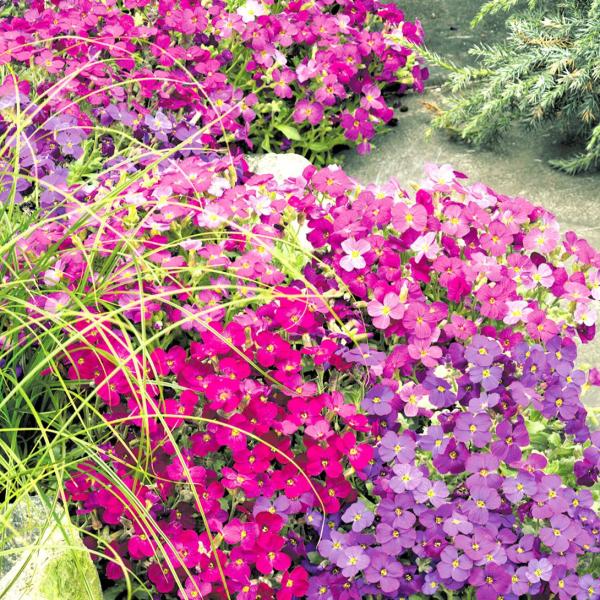 ●商品情報：独特な形でカラフルな花弁が花壇に映える!暑さに強く、日本の真夏の暑さに負けずに咲き誇ります。   ●お届け状態：種子   ●発芽適温： 25℃   ●分類：多年草   ●開花時期：6〜10月   ●草丈：60〜120cm   ●...