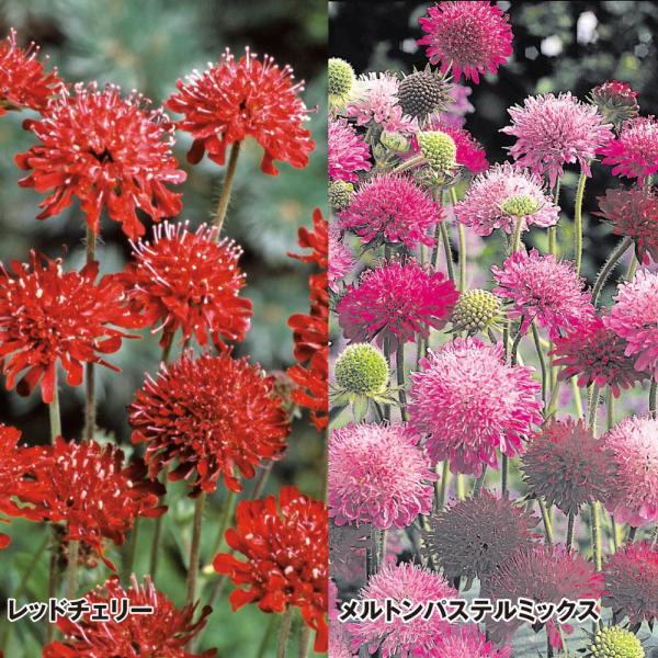 セット内容レッドチェリー　1袋（25粒）メルトンパステルミックス　1袋（25粒）各1袋ずつ   ●商品情報：花壇で映える華やかな花色。   ●お届け状態：種子   ●発芽適温： 20〜24℃   ●分類：多年草   ●栽培適地：庭・鉢・切花...