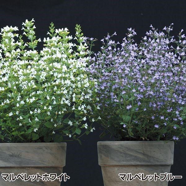 ●セット内容マルベレットブルー　1袋（30粒）マルベレットホワイト　1袋（30粒）各1袋●商品情報：柔らかい茎に小花がたくさん咲く。ミントの香りを漂わせ、葉はハーブティーに。耐暑性・耐寒性があり丈夫です。●発芽適温：20℃●開花時期：6〜1...