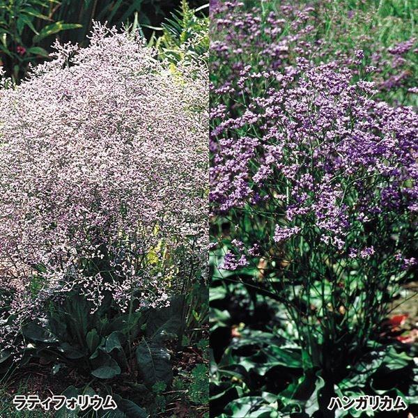 ●セット内容ラティフォリウム　1袋（50mg）ハンガリカム　1袋（80mg）各1袋●商品情報：耐暑・耐寒性があり、露地栽培でも夏越し可能な宿根スターチス! 添え花として切花にしてもステキ。●発芽適温：15〜20℃●開花時期：6〜8月●草丈：...