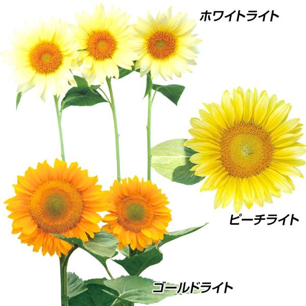 セット内容F1プロカットホワイトライト　1袋（20粒）F1プロカット ピーチライト　1袋（20粒）F1プロカットゴールドライト　1袋（20粒）   ●商品情報：切花農家も愛用！プロカットシリーズ！茎が丈夫で長く、枝分かれもあまりしないので、...