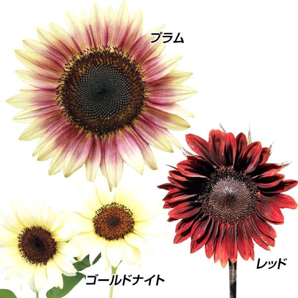 セット内容F1プロカットレッド　1袋（20粒）F1プロカットホワトナイト　1袋（20粒）F1プロカットプラム　1袋（20粒）   ●商品情報：切花農家も愛用！プロカットシリーズ！茎が丈夫で長く、枝分かれもあまりしないので、切花に重宝される「...