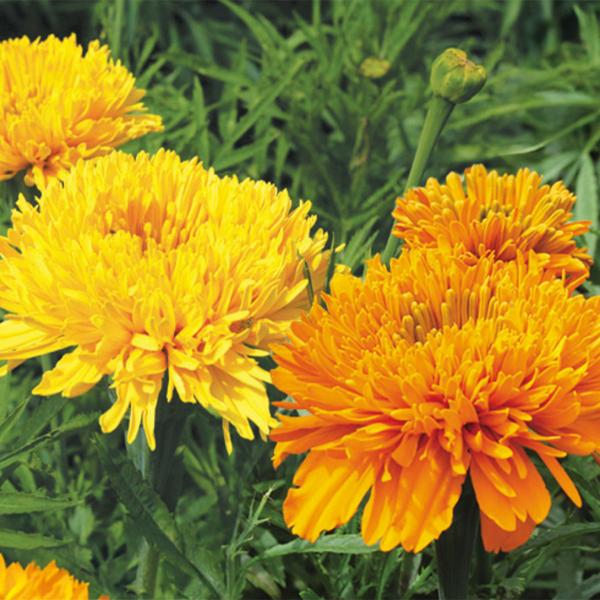 ●商品情報：コンパニオンプランツとしても注目されています。全国で栽培可能で、夏に一度切り戻すと晩秋まで美しい花が楽しめます。●お届け状態：種●分類：1年草●花期(約)：6〜10月●草丈(約)：60cm●備考：※種子の粒数はおおよその目安を記...