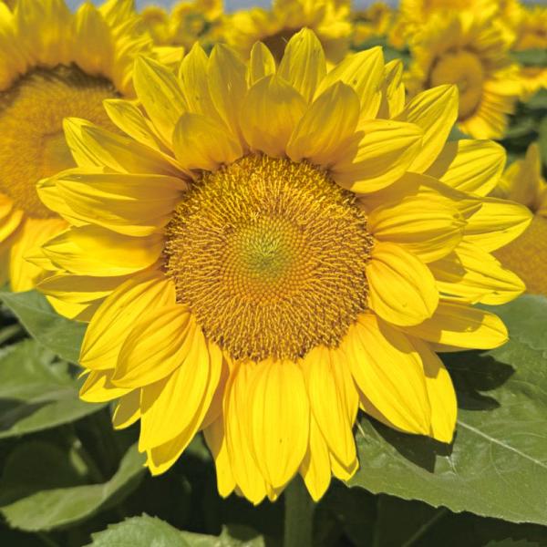 切花農家も愛用！プロカットシリーズ！●商品情報：茎が丈夫で長く、枝分かれもあまりしないので、切花に重宝される「プロカットシリーズ」は切花農家も愛用している優秀品種ばかりです。●お届け状態：種子●分類：1年草●発芽温度：20〜25℃●花期(約...