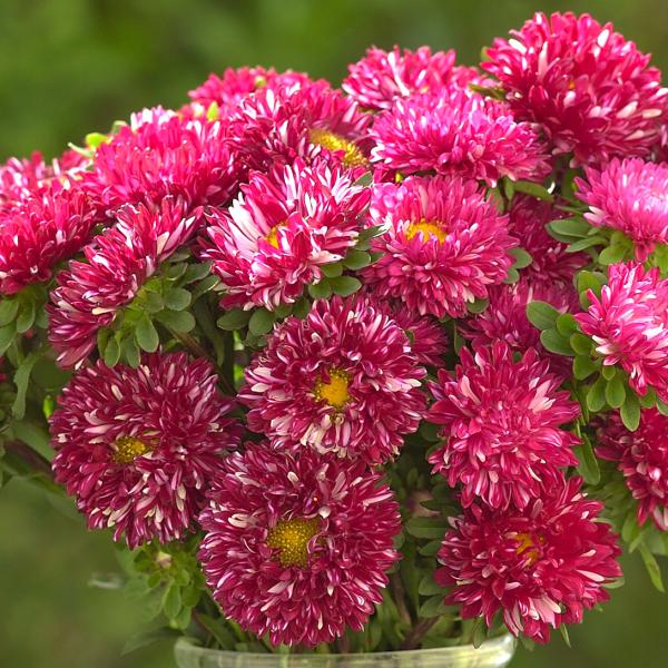 ●商品情報：   ●お届け状態：種子   ●分類：1年草   ●開花期(約)：7〜8月   ●草丈(約)：50〜70cm●発芽適温(約)：15〜25℃   ●備考・ご注意：※種子の粒数はおおよその目安を記載しております。実際の粒数とは多少差...