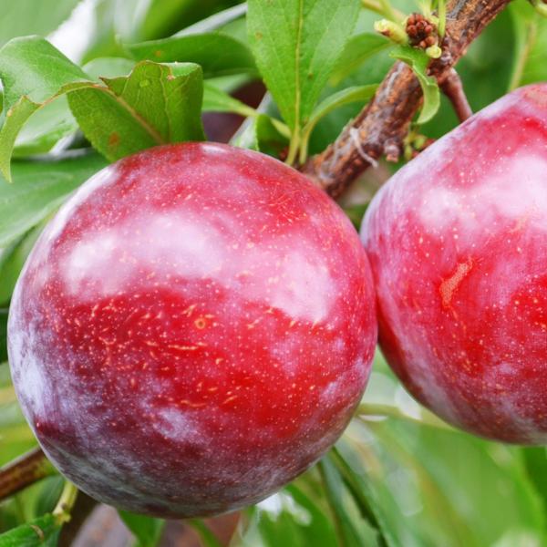 ●商品情報：10月になってから収穫期を迎える極晩生スモモ。果肉は橙黄色で、早めに穫ると甘酸っぱく、しっかり熟すと酸味が抜け糖度約20度と甘くなります!! 耐病性があり裂果も少なく育てやすい豊産性。果重約130g。●お届け状態：接木1年生根巻...