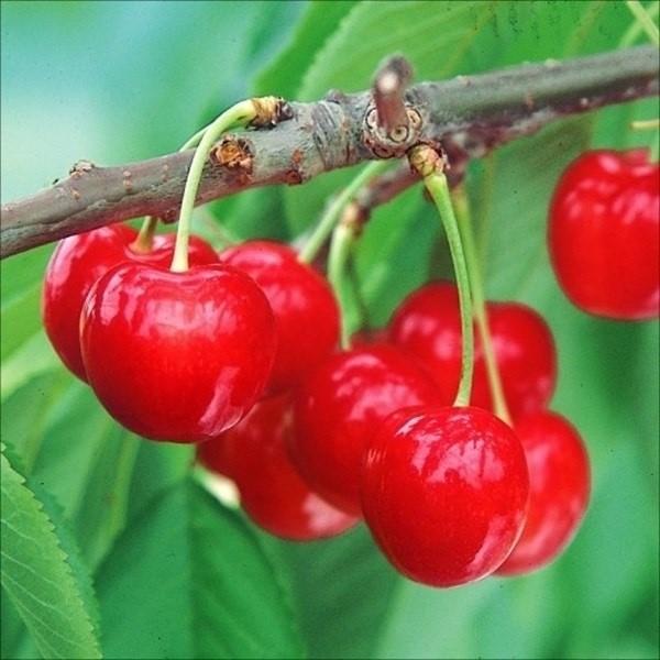 <a href="/products/detail/p24n-8581321" class="simplebtn05">矮性苗(スーパー6)はこちらから</a>●商品情報：アメリカンチェリーの代表品種「レーニア」と「...