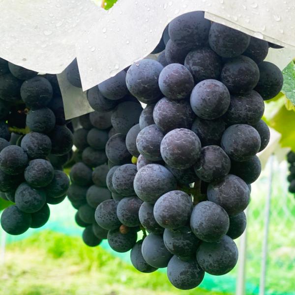 ●商品情報：「幻の黒ブドウ」とも呼ばれる希少品種。最大の特徴は、イチゴやラズベリーのような華やかで甘酸っぱい香りがすることです。顆粒重は6〜9gほどとやや小さめですが、糖度は平均で16〜19度、高いものだと25度くらいになることもあるという...