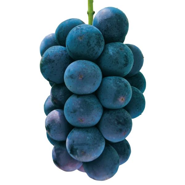 ●商品情報：有望な巨峰系品種「紫玉」の枝変わり品種。果重が最大30ｇで平均20ｇとなる円形の大粒ブドウ。また、巨峰よりも7〜10日ほど早く収穫することが可能で、甘くて美味しい立派な紫黒ブドウが、お盆頃に収穫できる有望品種。１房あたり25〜3...