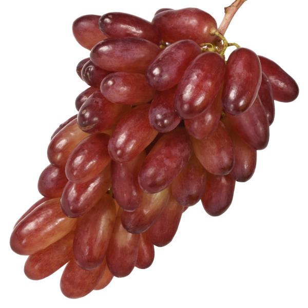 ●商品情報：糖度18度で、薄皮ごとパリパリ旨いミツ味ブドウ。粒先まで色づきます。●お届け状態：接木1年生根巻苗●分類：つる性落葉樹●実の収穫期(約)：9月中旬●耐寒性：強●日照条件：日なた●栽培適地：庭・鉢●栽培ポイント：１本で実る※この品...