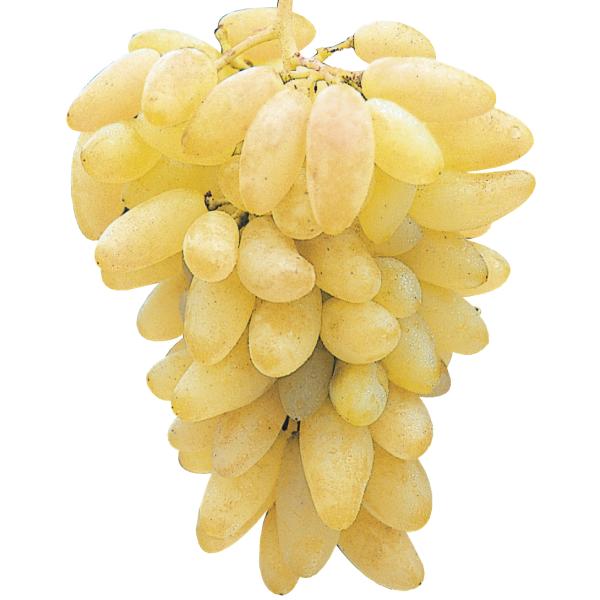 ●商品情報：黄金の美しい匂玉果。甘味強く多汁で、果肉は締まり食味抜群のブドウ!  最高糖度22度。●お届け状態：接木1年生根巻苗●分類：つる性落葉樹●実の収穫期(約)：8月下旬〜●耐寒性：強●日照条件：日なた●栽培適地：庭・鉢●栽培ポイント...