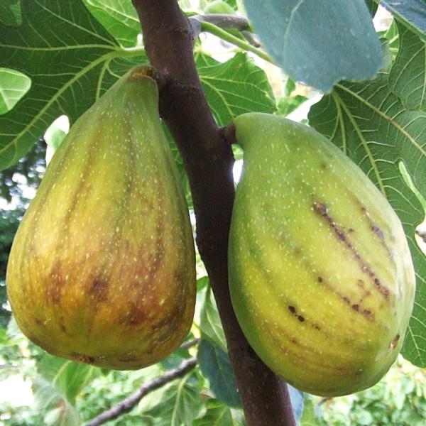 ●商品情報：巨大果として有名な「バナーネ」に匹敵するといわれる大実のイチジク。(※大実になるのは夏果のみ)果皮は薄緑〜黄色に縞模様が浮かび、果肉は濃紅色で蜂蜜のようなねっとり濃厚な甘味になり美味しい!!株があまり大きくなり過ぎないので鉢植え...