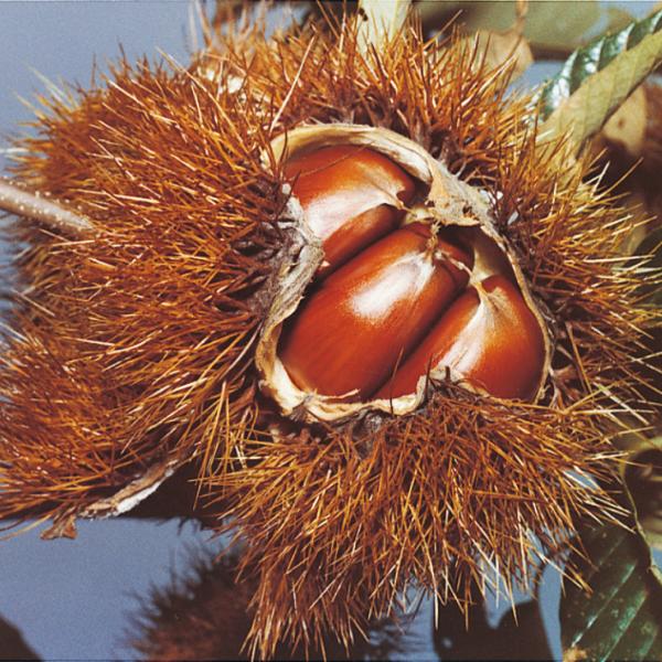 ●商品情報：やや粘質で甘味が多い豊産性栗。果重約25g。作りやすく、家庭菜園に最適!●お届け状態：接木1年生根巻苗●分類：落葉樹●収穫期(約)：9月中旬〜●生長後の樹高(約)：3〜4m●日照：日なた●耐寒性：強●用途：庭・鉢●栽培ポイント：...