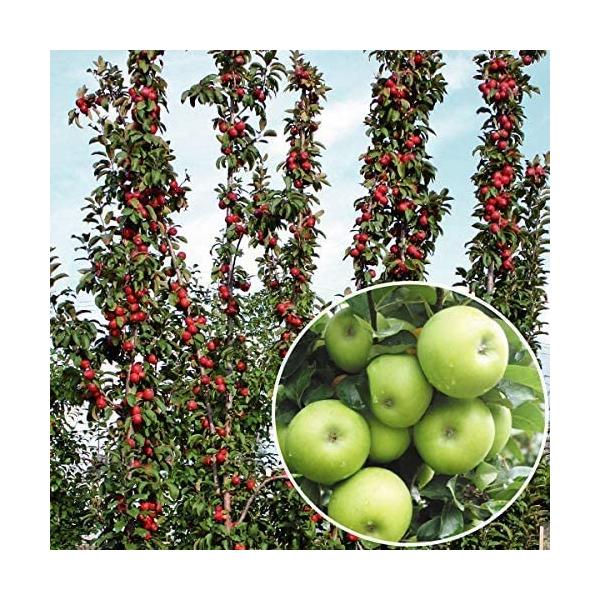 ●セット内容：メイちゃんの瞳R PVP 1株、ボレロR 1株●商品情報樹形が直立状の円柱形になるバレリーナツリーの2種セット。メイちゃんの瞳：花は濃い桃色で可愛らしく、果実は紫紅色の果皮で、果肉の果皮周辺と果芯部まで赤く染まる、果重100〜...