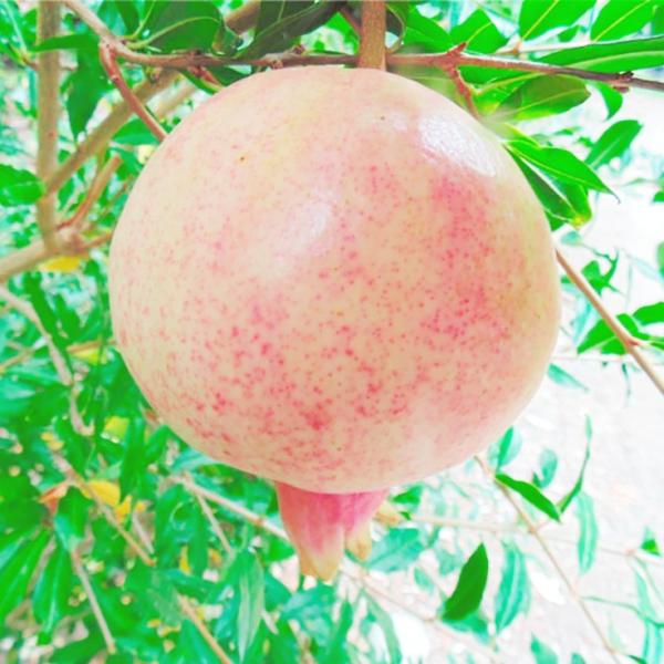 ●商品情報：旧ソ連で作出された耐寒性超早生ザクロ。現地では8月下旬頃から収穫可能という早生っぷり!! 果実の大きさは中〜大型で、果皮色はピンク〜赤色になり可愛らしい。種衣(可食部)は美しい深紅色で、甘くジューシーでやわらかい。生食の他にジュ...