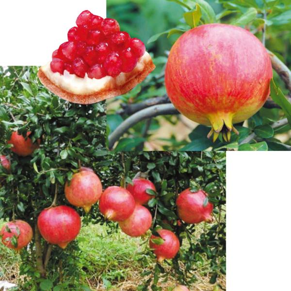 ●セット内容：紅如意 1株、紅巨蜜 1株●商品情報:ザクロは樹勢が非常に強いのが特長です。「悪食(あくじき)」と呼ばれるほどで、与えられた肥料は与えられた分だけ栄養にできるので、肥料焼けしにくいメリットはありますが、与え過ぎると過繁茂します...