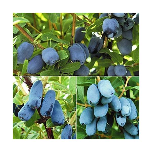 ●セット内容：ボレアル ビューティ 1株、ボレアル ブリザード 1株、ボレアル ビースト 1株●商品情報：「ボレアル」シリーズは、日本種とヨーロッパ種の交配種で、大実で甘く豊産性。ハスカップはポリフェノール・カルシウム・ビタミンC・鉄分など...