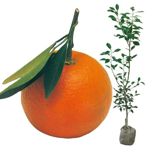 ●商品情報:ダイダイは「代々栄える」の意から縁起物として正月飾りにも使用されています。調味料やジャムに。【台つき苗とは】通常お届けする苗木は、時期になると掘り起こし、根についた土を一旦落とします。しかしこちらの「台つきカンキツ苗」は、土を四...