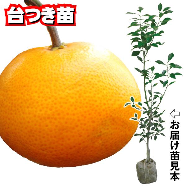 ●商品情報：果皮が薄く、糖度13〜14度と極甘で美味しいオレンジ。かんきつのトロとも呼ばれるほど絶品です。濃厚な甘味と香りでジューシーな極上品種! 果重約200g。【台つき苗とは】通常お届けする苗木は、時期になると掘り起こし、根についた土を...
