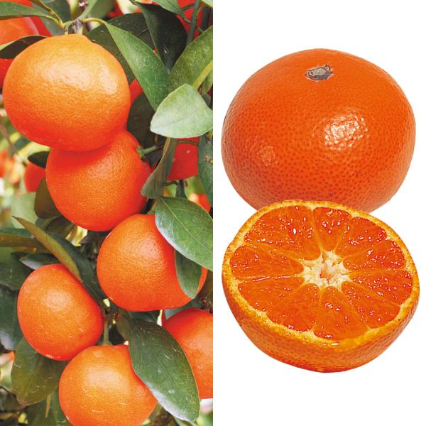 ●セット内容：小原紅早生 1株、山下紅早生 1株●商品情報：紅色の温州みかんのお得なセット。小原紅早生：「宮川早生」の枝変わりで夕焼け空のような濃橙紅色の果皮が特徴! 果皮は薄くむきやすくてじょうのうも薄く食べやすい! 果肉も濃橙色になり、...