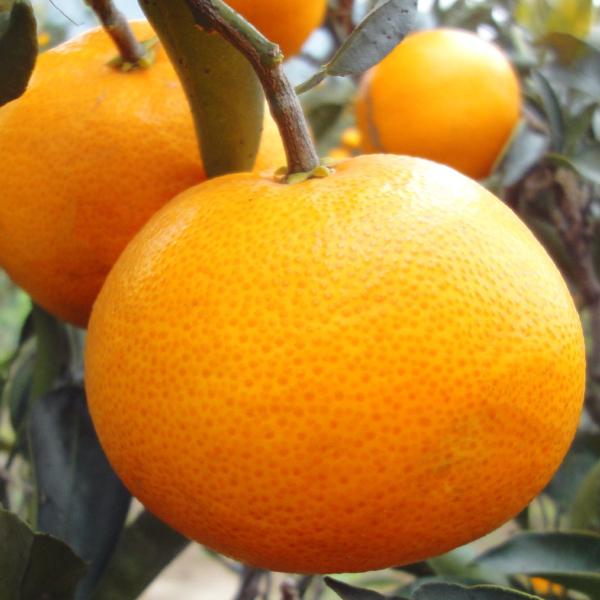 ●商品情報：果皮が薄く、糖度13〜14度と極甘で美味しいオレンジ。かんきつのトロとも呼ばれるほど絶品です。濃厚な甘味と香りでジューシーな極上品種! 果重約200g。●お届け状態：接木1年生ポット苗●分類：常緑樹●生長後の樹高(約)：2.5〜...