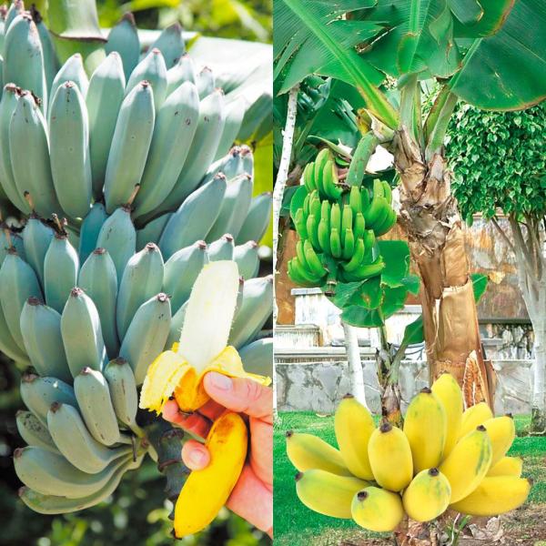 セット内容耐寒性バナナ アイスクリームバナナ ・耐寒性バナナ ドワーフナムワーハーディ /各1株商品情報アイスクリームバナナ：関東以西の温暖地なら露地植え可能なバナナ!! 味は「アイスクリーム」＋「バナナ」＝「アイスクリームバナナ」。ドワー...