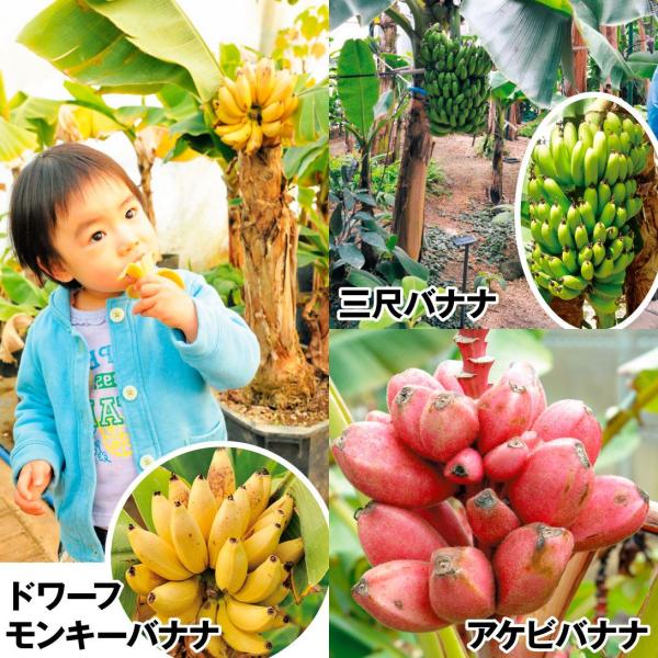セット内容ドワーフモンキーバナナ・三尺バナナ ・アケビバナナ /各1株●商品情報ドワーフモンキーバナナ：果長約10cmぐらいで、やわらかくて濃厚な甘味の「モンキーバナナ」の矮性品種。三尺バナナ：樹高2mほどで結実する矮性バナナ。アケビバナナ...
