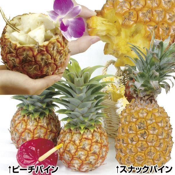 ●セット内容：スナックパイン 1株、ピーチパイン 1株●商品情報：パイナップル科の多年草で、学名をAnanas(アナナス)といいます。観葉植物で有名なあのアナナスと同じグループの生きものです。名前の由来は「松ぼっくり(pine)のような果物...