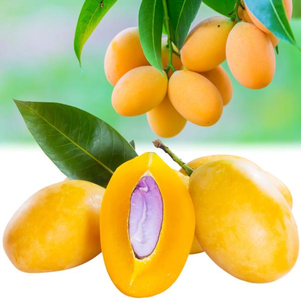 ●商品情報：まるでビワのような卵型のマンゴー。果長5〜8cmほどで、果実は熟すと鮮黄色や鮮オレンジ色になります。マンゴーと桃を合わせたような味わいで果肉はジューシー！タイでは旬の時期が短く、希少価値が高い品種として知られています。●お届け状...