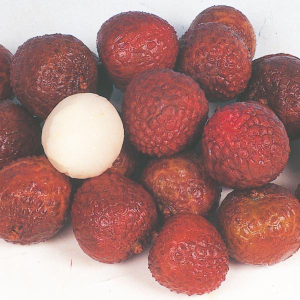 ●商品情報：従来品種より実が二回りほど大きく、果重約20ｇ。他の大実品種よりたくさん収穫できるうれしい豊産性。糖度16〜19度。【ライチ】レイシ(茘枝)とも呼ばれるムクロジ科の常緑樹。原産は中国南部といわれており、楊貴妃も好んでいたと伝わっ...