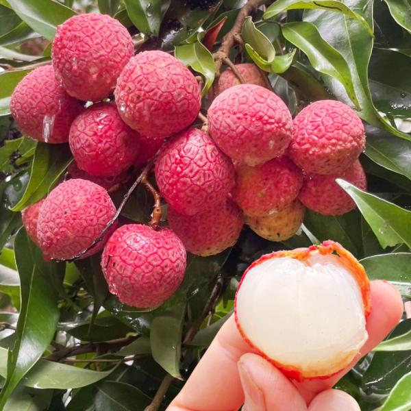 ●商品情報：竹の葉のように、細長く丸みを帯びた葉がつくことが名前の由来です。糖度16〜18度と甘く、豊産性。早生種。果重約25ｇ。【ライチ】レイシ(茘枝)とも呼ばれるムクロジ科の常緑樹。原産は中国南部といわれており、楊貴妃も好んでいたと伝わ...