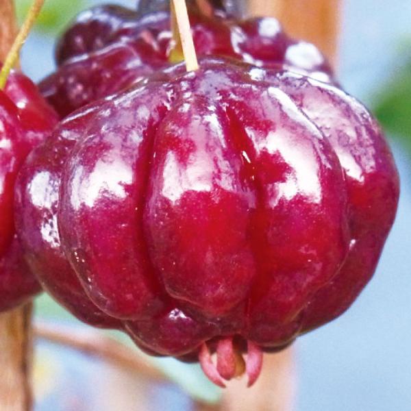 ●商品情報：熟すと紫黒色になり、糖度11〜12度で甘くジューシー! エグ味や樹脂臭がほとんどない美味品種。果重7〜8ｇ。【ピタンガ】原産地からブラジリアンチェリーやスリナムチェリー、実の形からカボチャアデク、花の雰囲気からタチバナアデクとも...