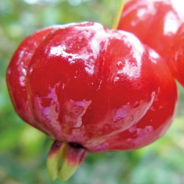 ●商品情報：果径約2.5cm、果重7〜9gの大玉品種。糖度11〜13度と甘く、エグ味や樹脂臭がほとんど無く、美味しい!よく熟した果実は、ジューシーで香りも抜群!!【ピタンガ】原産地からブラジリアンチェリーやスリナムチェリー、実の形からカボチ...