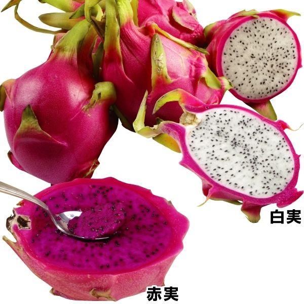 ●セット内容：赤実 1株、白実 1株●商品情報：花径20〜30cmの巨大花を咲かせたあと、シャーベットのような食感のフルーツが実る! ドラゴンフルーツはサボテンの仲間なので栽培も簡単。別名：ピタヤ●お届け状態：ポット苗●分類：多肉植物●実の...