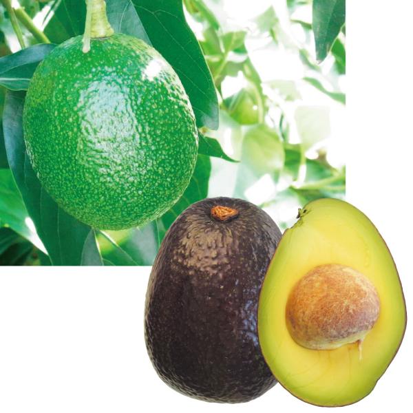 セット内容リード ・マラマ/各1株●商品情報：クスノキ科。南米原産の常緑樹ですが、温州みかんの露地植えができる地域ならアボカドの露地植えも可能! 北風が当たらない南向きに植えるのが重要です。ビタミン・ミネラルが豊富で、不飽和脂肪酸をたっぷり...