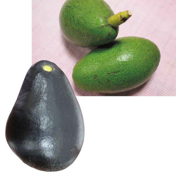 セット内容スチュワート ・エッティンガー /各1株●商品情報：クスノキ科。南米原産の常緑樹ですが、温州みかんの露地植えができる地域ならアボカドの露地植えも可能! 北風が当たらない南向きに植えるのが重要です。ビタミン・ミネラルが豊富で、不飽和...