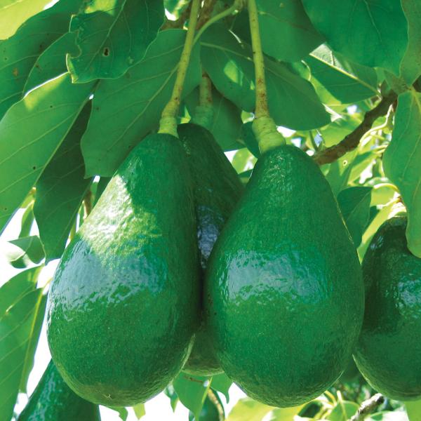 ●商品情報：果重500〜1100gの超大玉アボカド!  しかも、種が小さく果肉の割合が大きく食べごたえ抜群!  果肉滑らかで美味。Bタイプ。【アボカド】クスノキ科。南米原産の常緑樹ですが、温州みかんの露地植えができる地域ならアボカドの露地植...