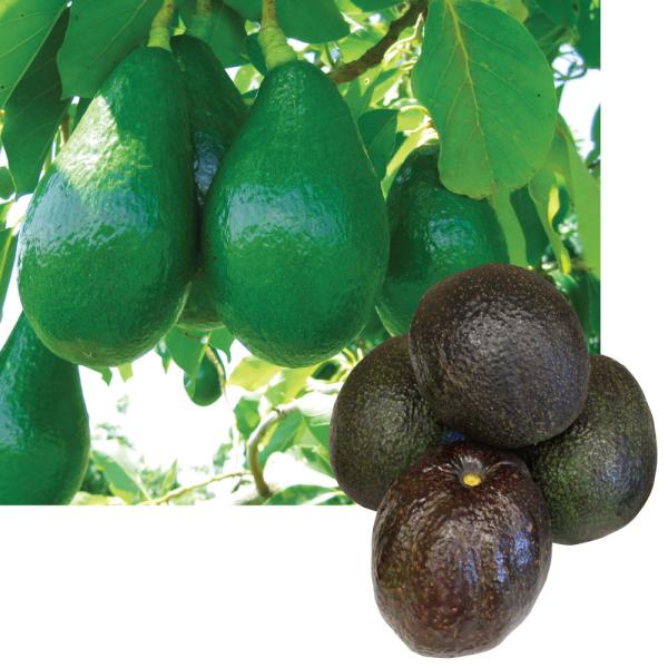 セット内容リンダ ・ロレッタ /各1株●商品情報：クスノキ科。南米原産の常緑樹ですが、温州みかんの露地植えができる地域ならアボカドの露地植えも可能! 北風が当たらない南向きに植えるのが重要です。ビタミン・ミネラルが豊富で、不飽和脂肪酸をたっ...